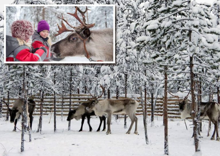 Flora y Fauna de Laponia • Laponia Mágica - Finlandia
